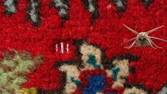 How To Get Rid Of Rug Moths | Prevent Moths Damaging Wool Rugs